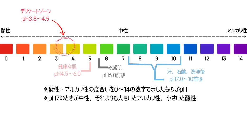 pH値は7が 中性 、7より低いと 酸性 、反対に7より高いと アルカリ性 になります。